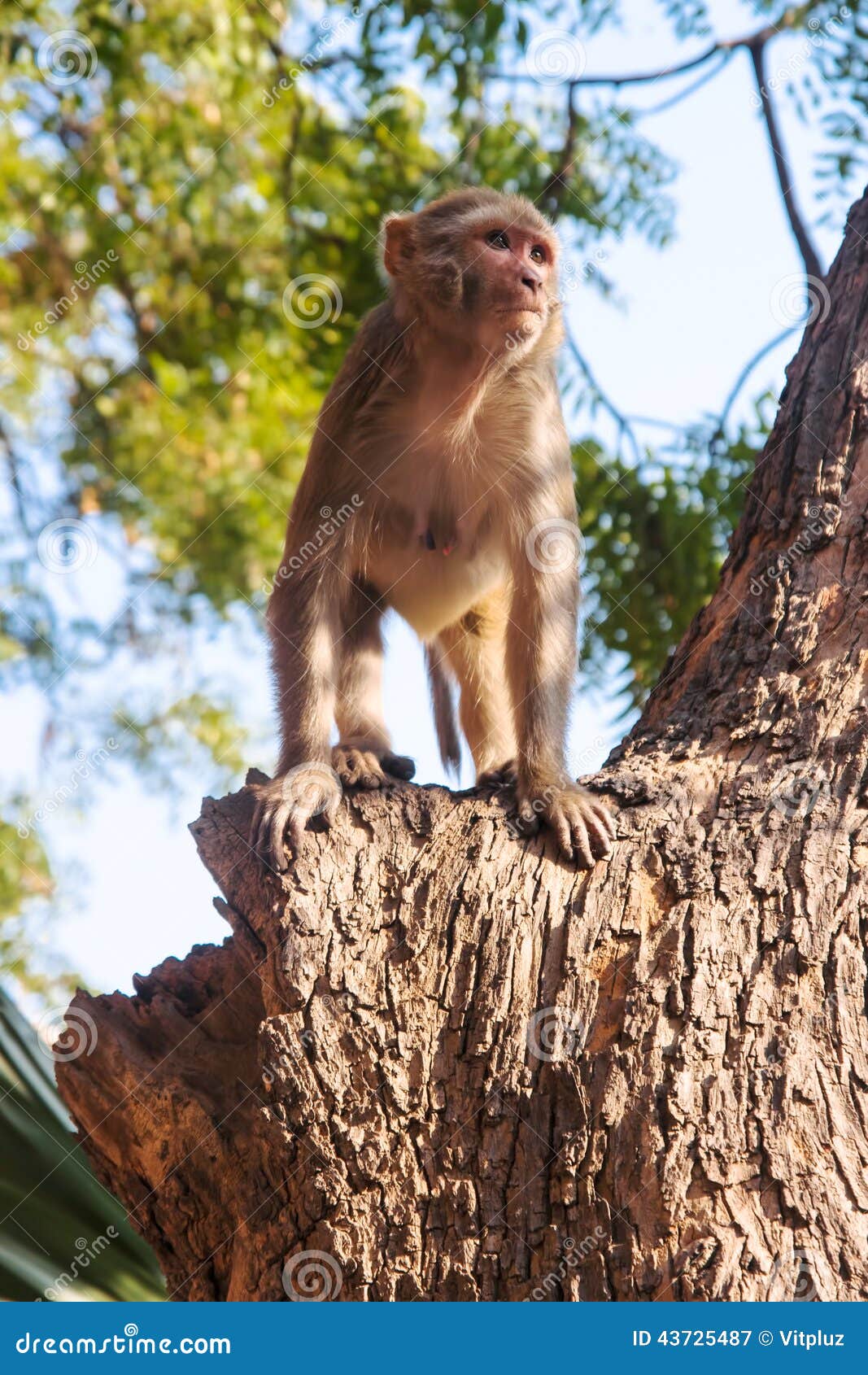 Wild monkey stock image. Image of macaque, bako, asia - 43725487