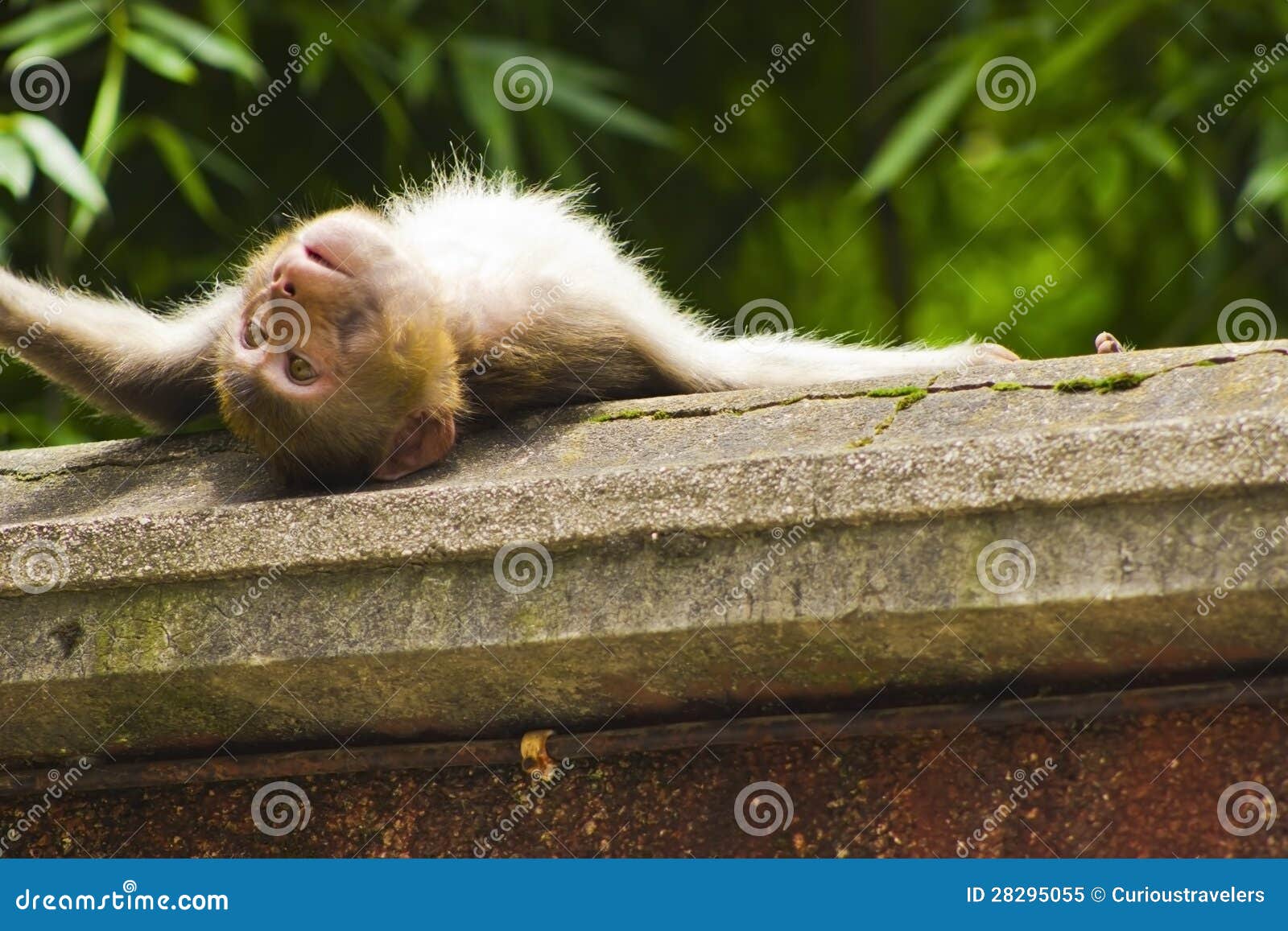 Wild Monkey Sunbathing on a Ledge Stock Image - Image of close, guiyang ...