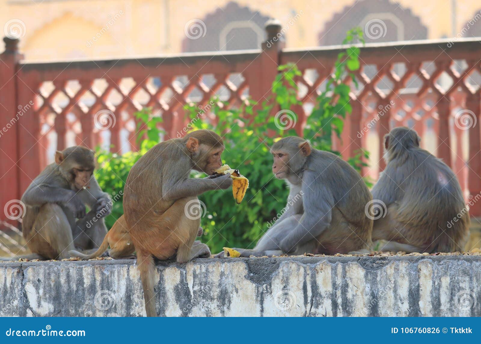 Wild monkey Jaipur India stock photo. Image of banana - 106760826