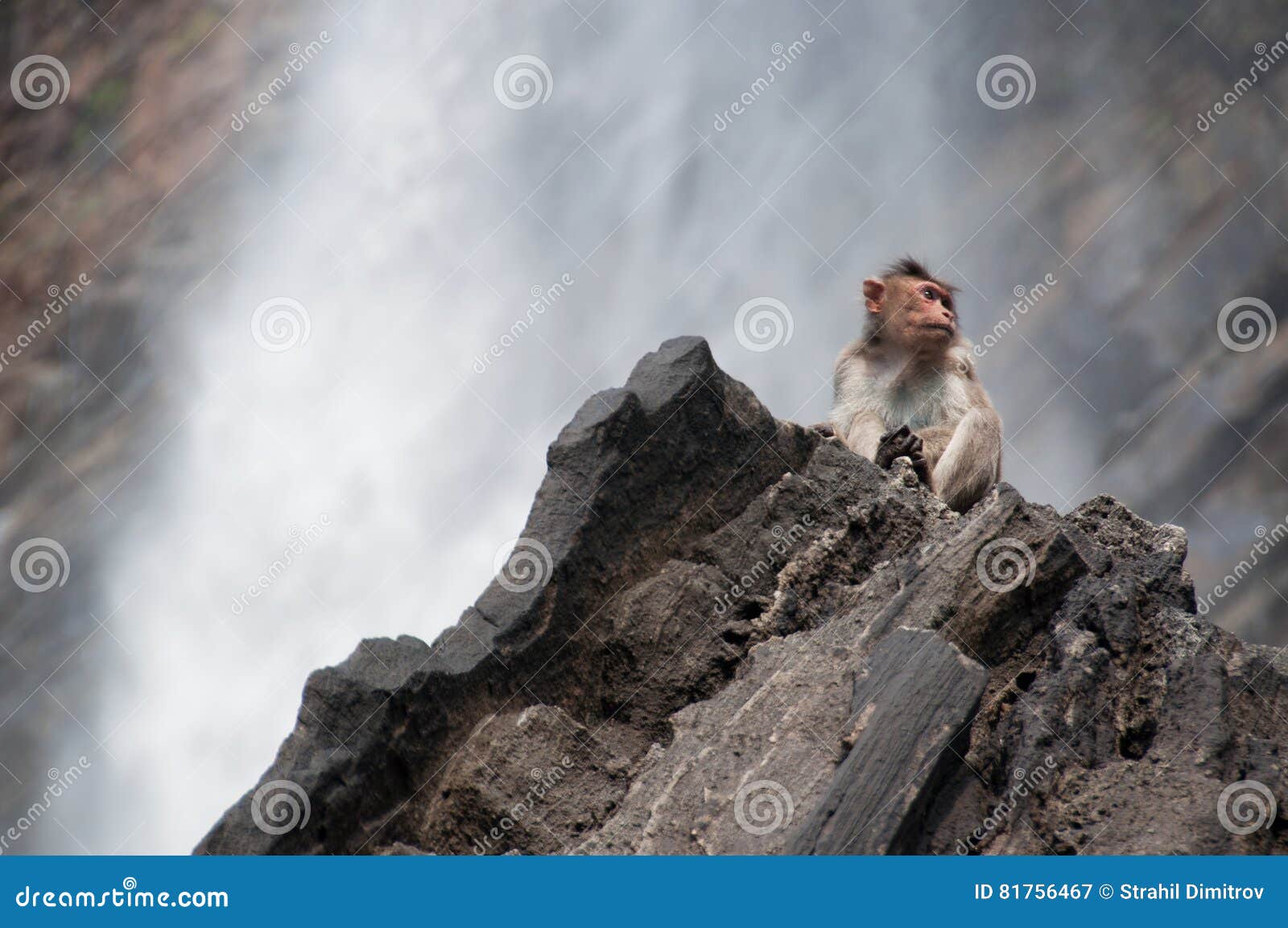 Wild monkey at a waterfall stock image. Image of wildlife - 81756467