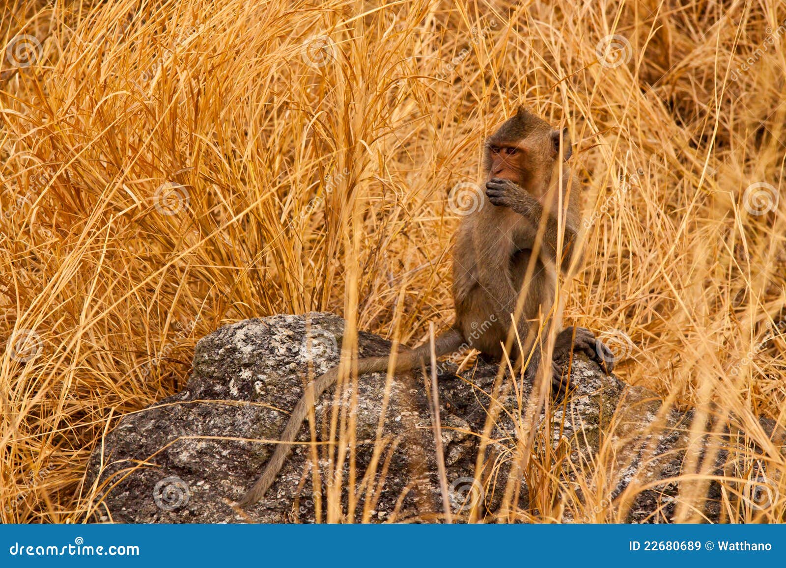 Wild Monkey on Yellow Prairie Stock Image - Image of species, nature ...