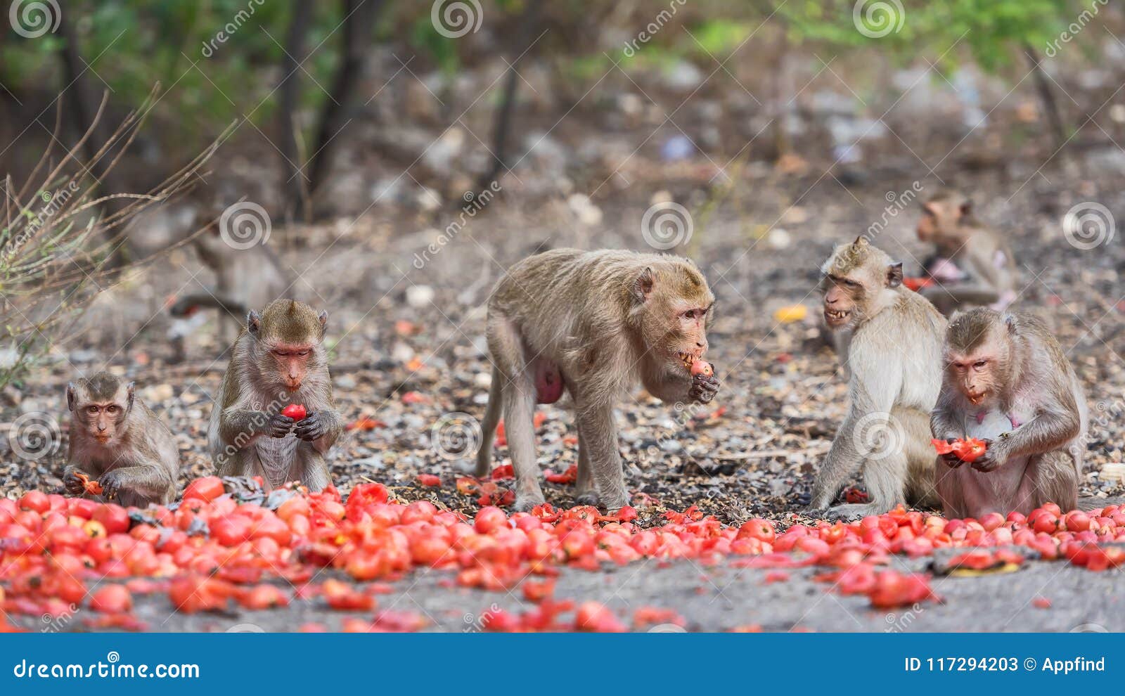 Wild monkeys eat. stock image. Image of animals, life - 117294203