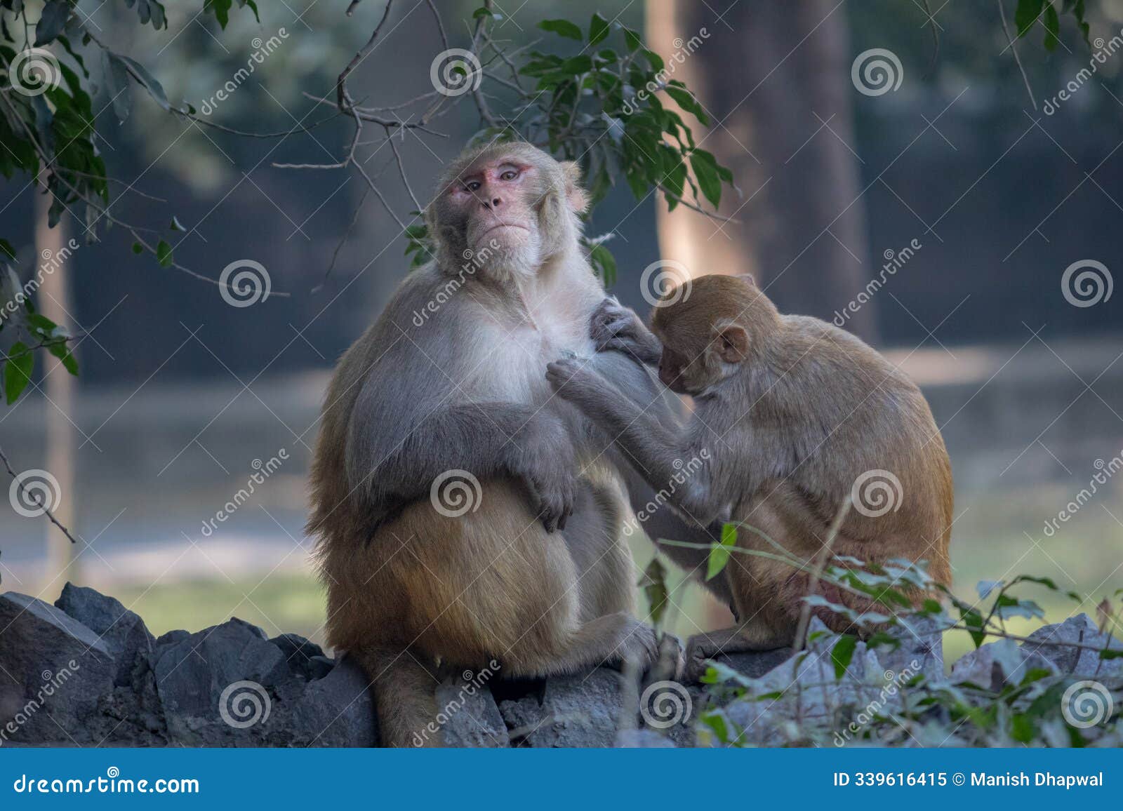 Wild Monkeys Engaging in Grooming for Bonding Stock Image - Image of wilderness, natural: 339616415