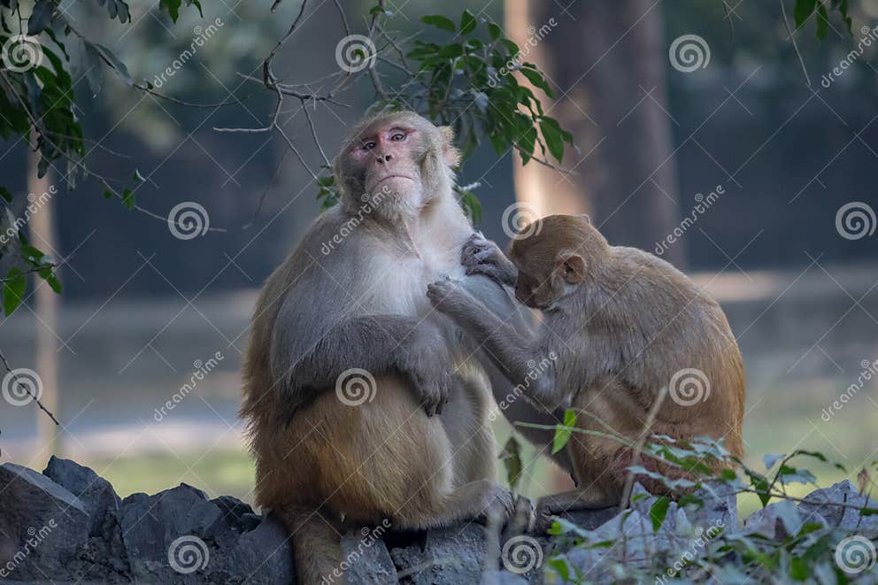 Wild Monkeys Engaging in Grooming for Bonding Stock Image - Image of ...