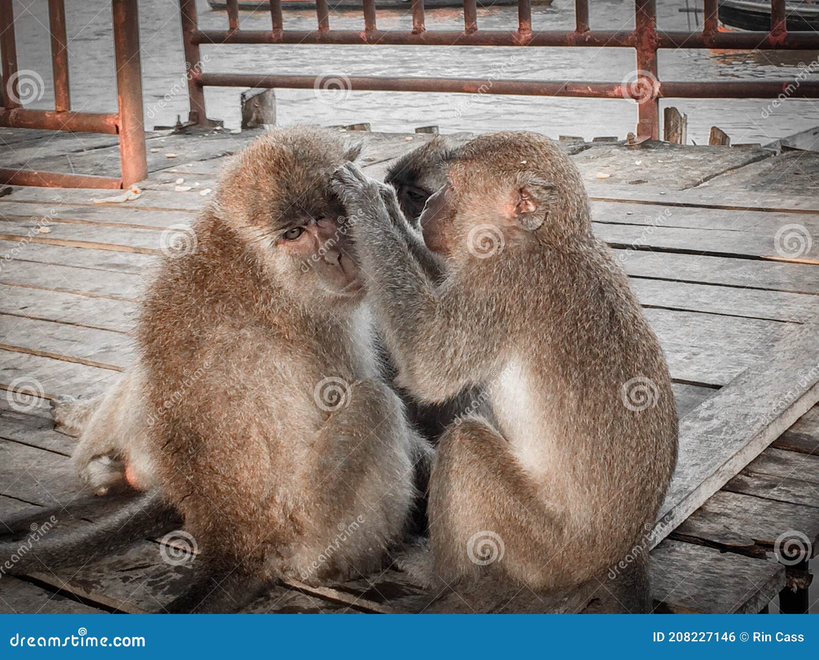 Monkeys helping each other stock photo. Image of squirrel - 208227146