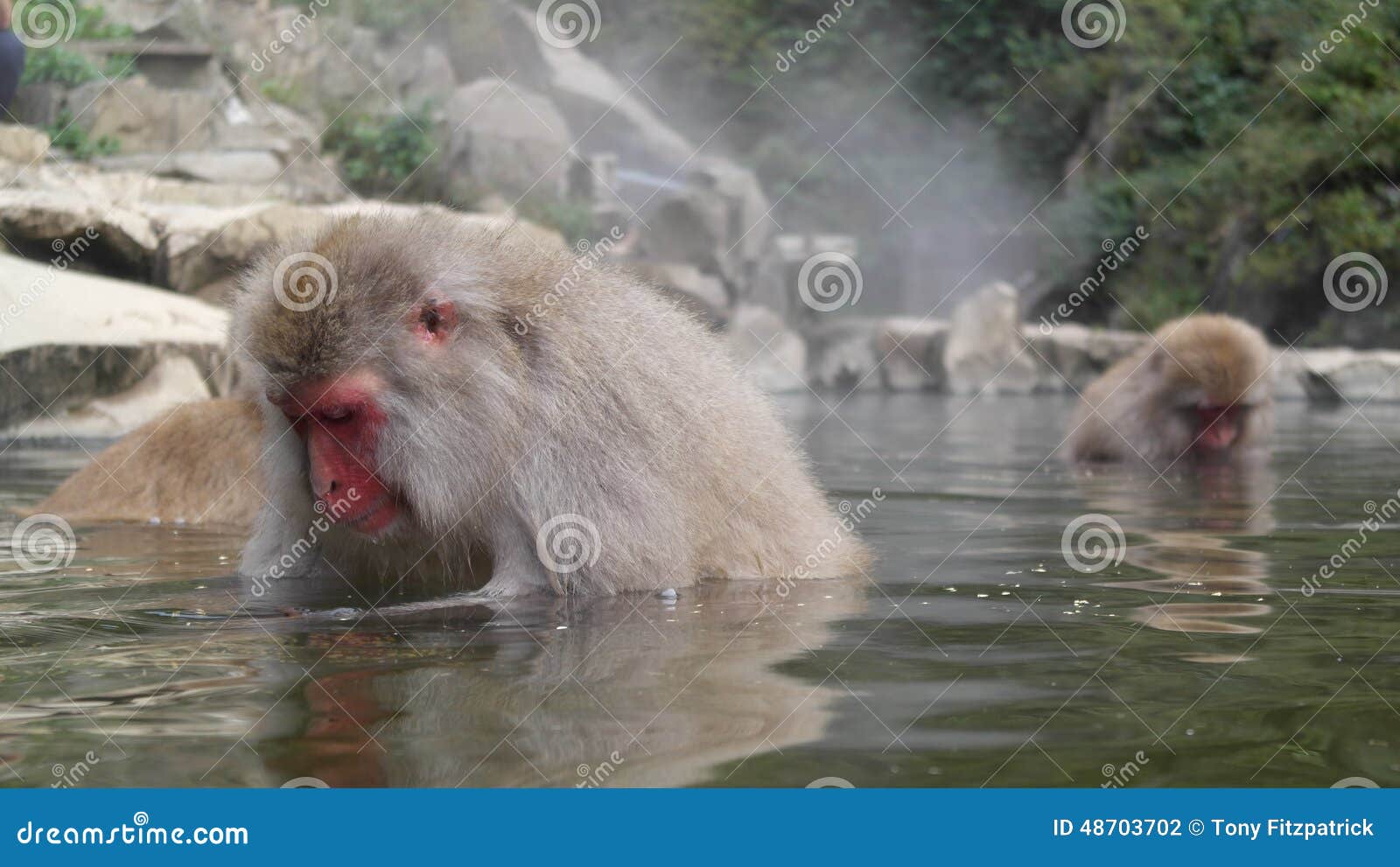 Wild Monkeys at Jigokudani stock photo. Image of bathing - 48703702