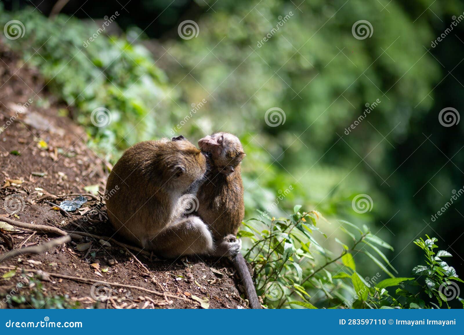 Wild Monkeys Looking for Ticks Stock Photo - Image of front, tourism ...