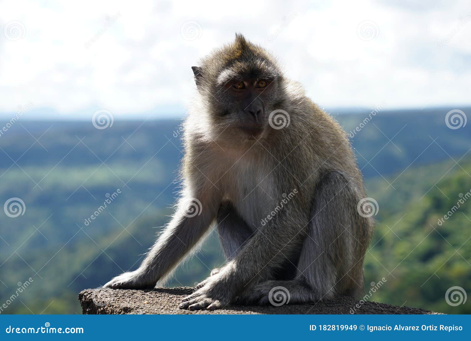 Wild Monkeys in the Mountain Stock Image - Image of equatorial, forest ...