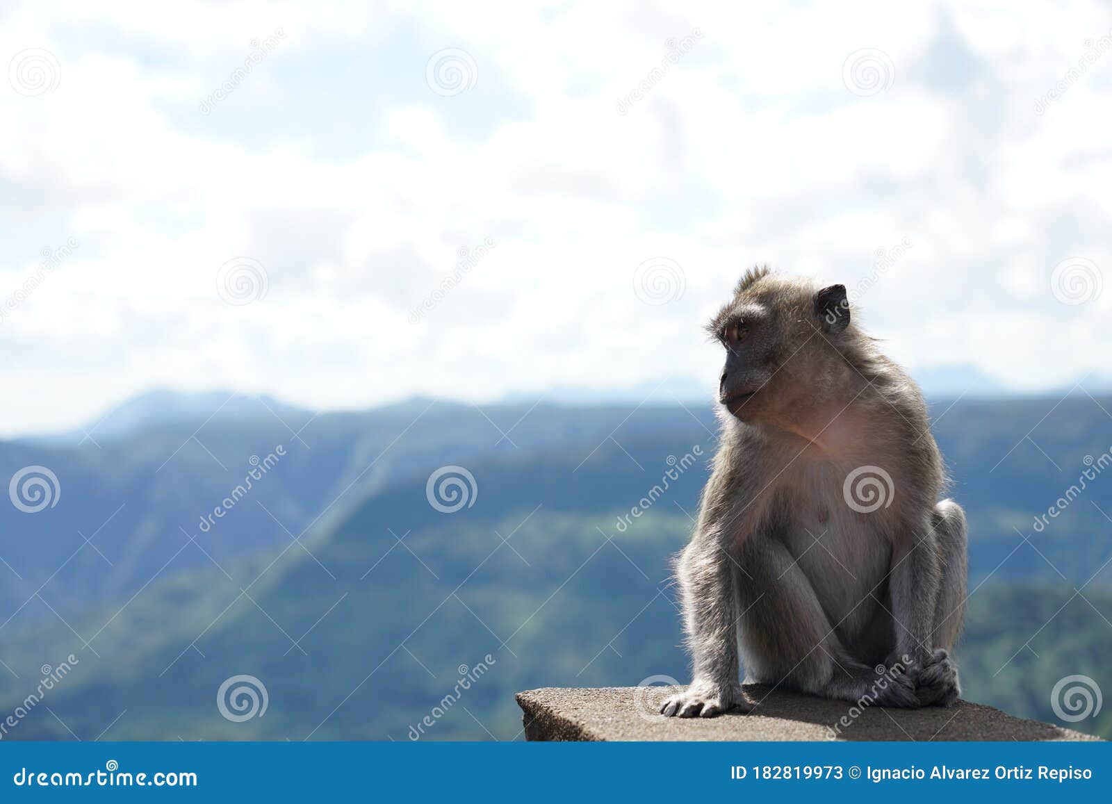 Wild Monkeys in the Mountain Stock Image - Image of asia, female: 182819973