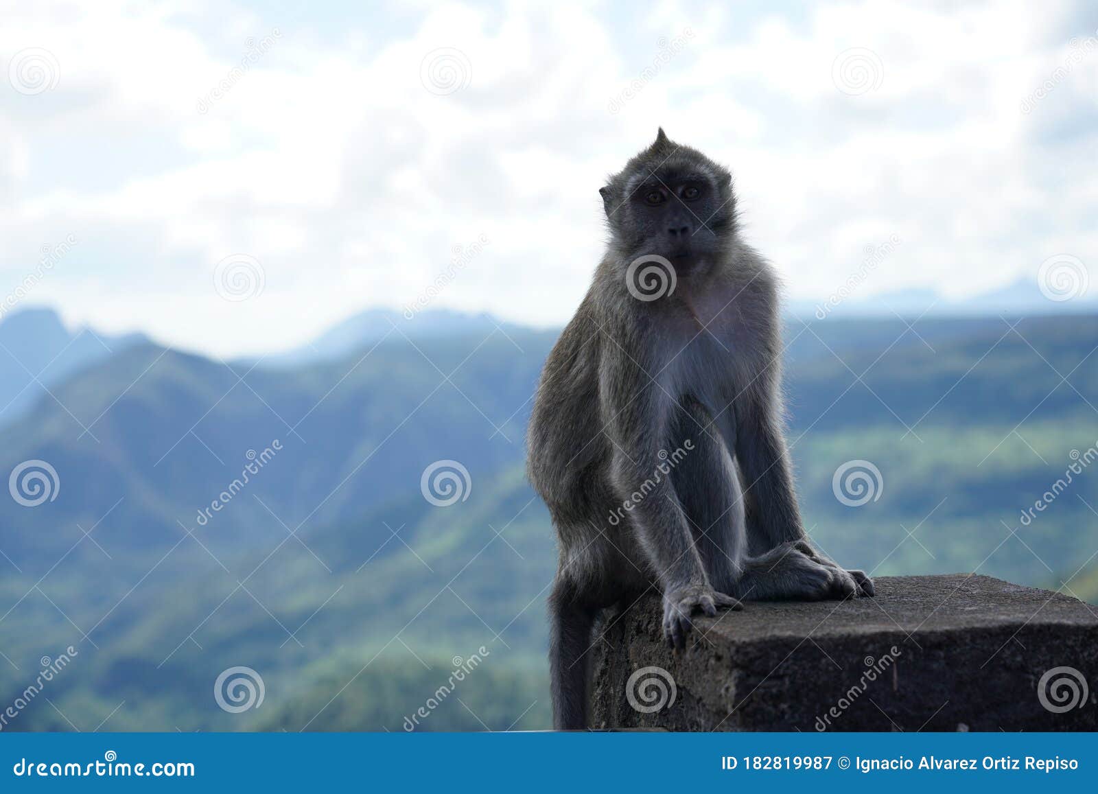 Wild Monkeys in the Mountain Stock Image - Image of macaque, mother ...
