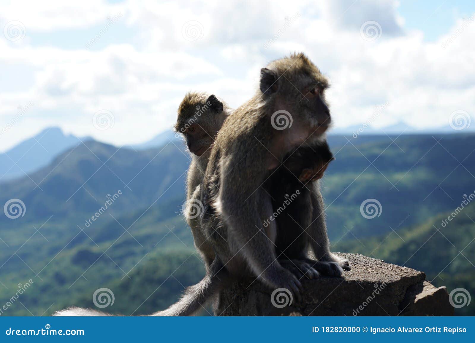 Wild Monkeys in the Mountain Stock Photo - Image of mother, natural ...