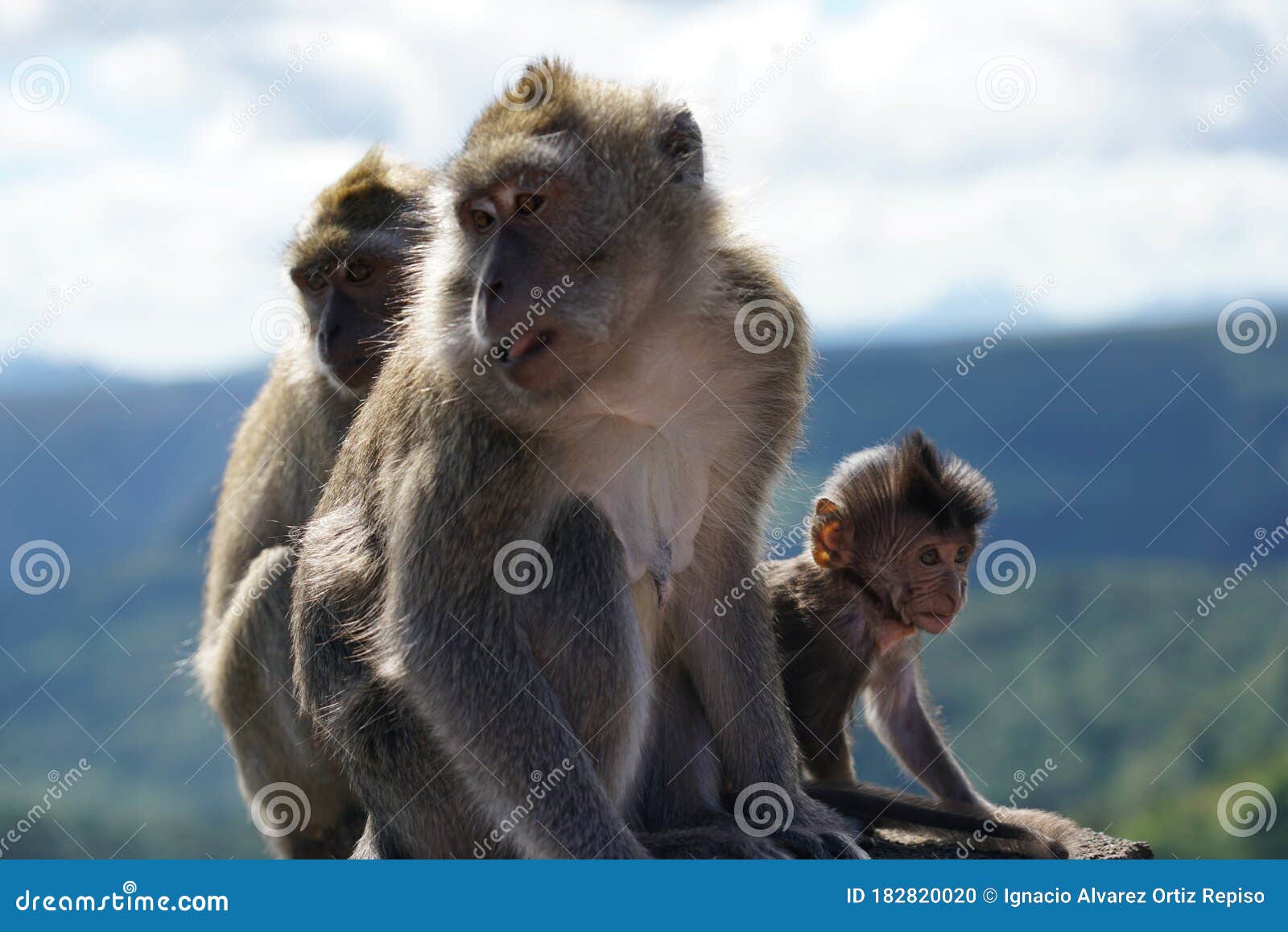 Wild Monkeys in the Mountain Stock Photo - Image of natural, mountain ...