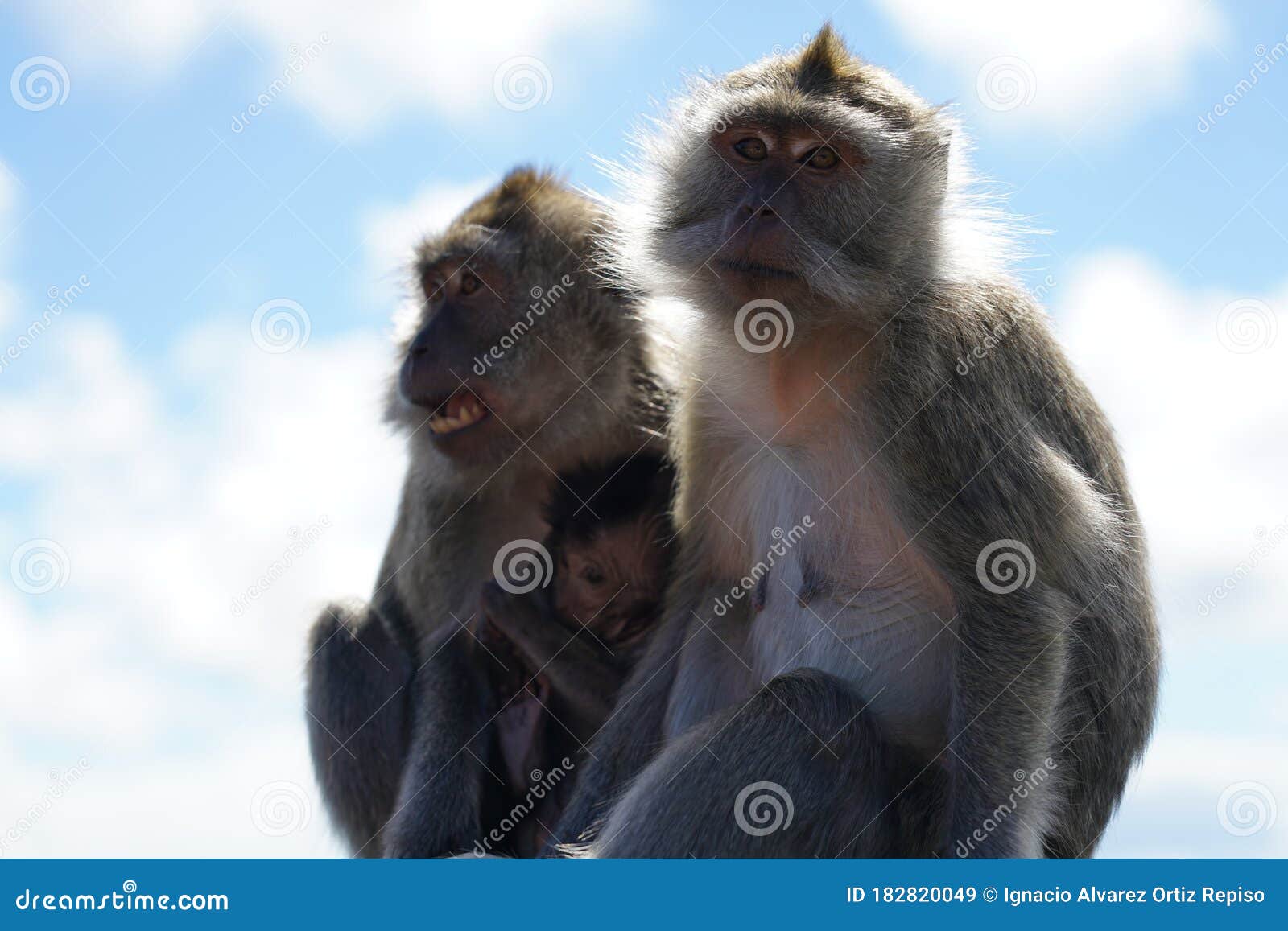 Wild Monkeys in the Mountain Stock Image - Image of animal, monkeys ...