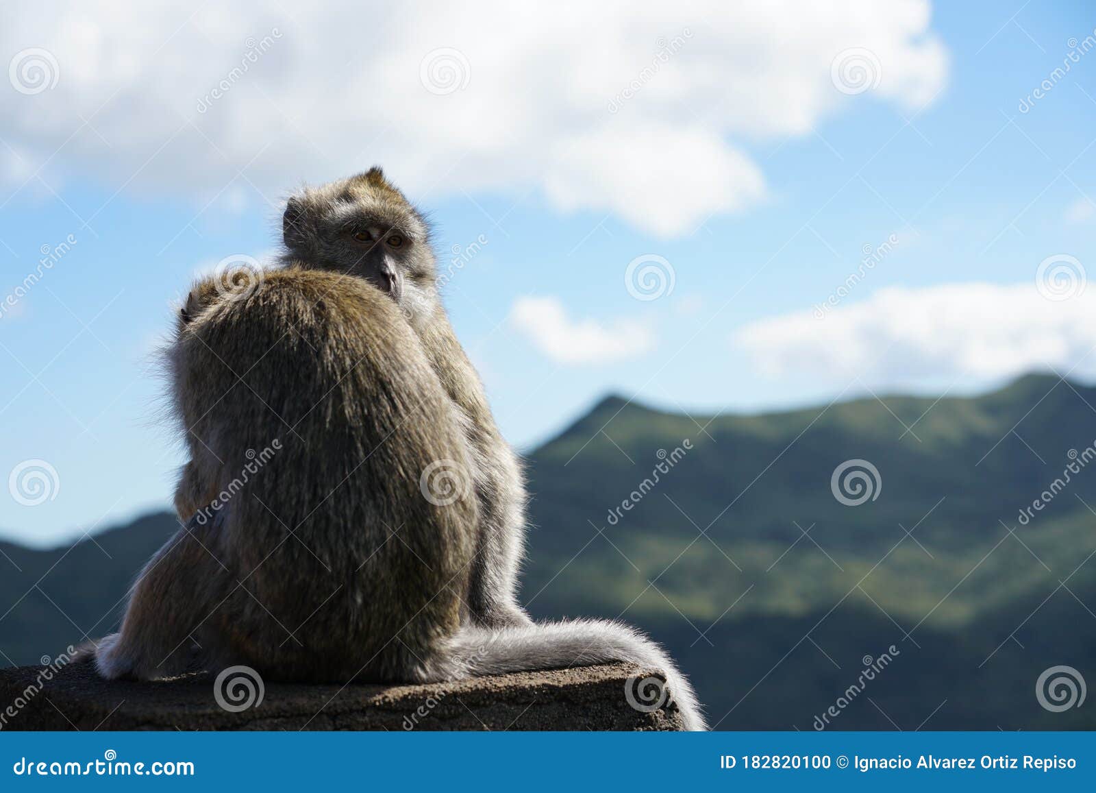 Wild Monkeys in the Mountain Stock Photo - Image of ecotourism, young ...
