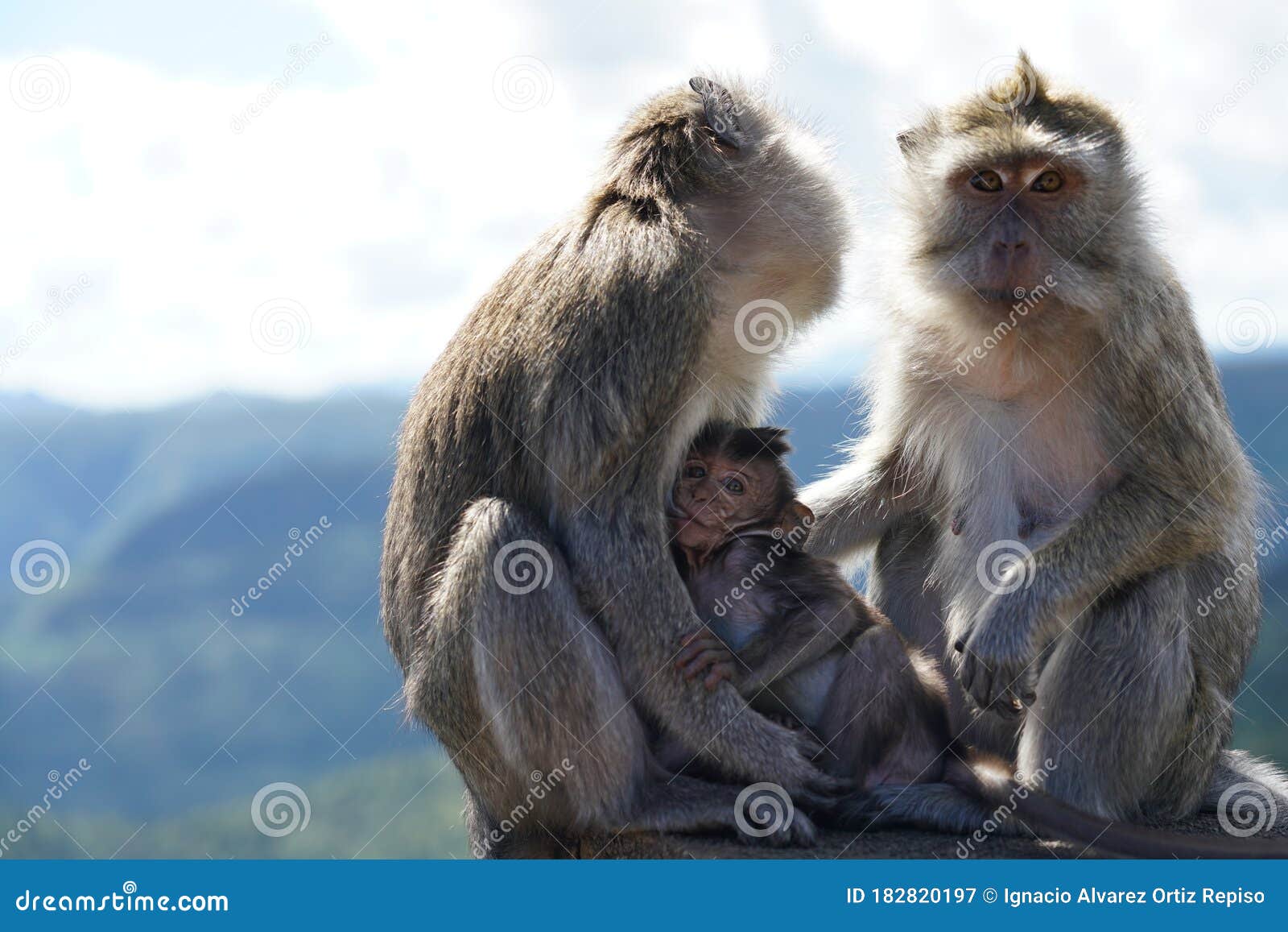 Wild Monkeys in the Mountain Stock Image - Image of mother, cute: 182820197