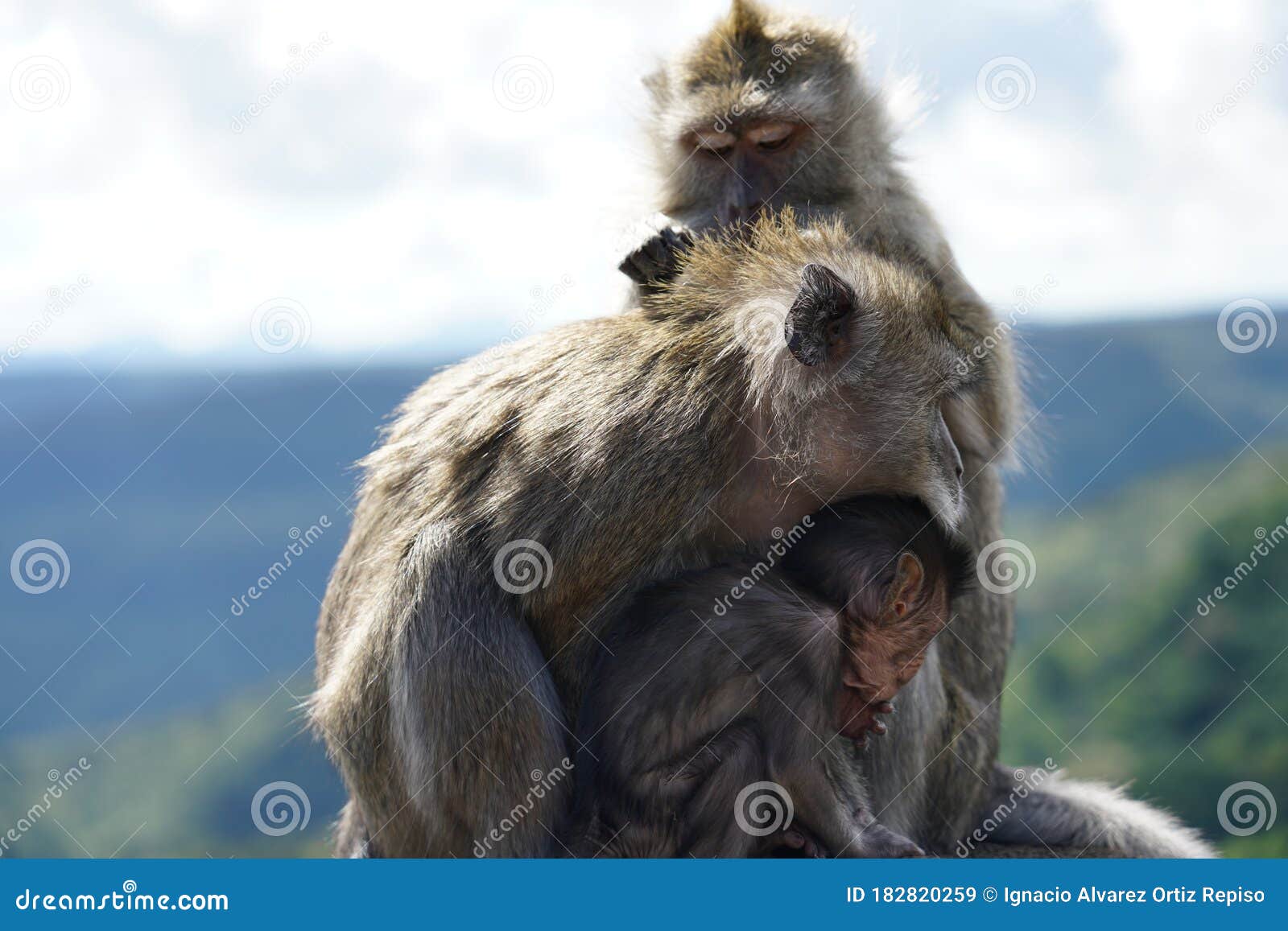 Wild Monkeys in the Mountain Stock Image - Image of habitat, asia ...