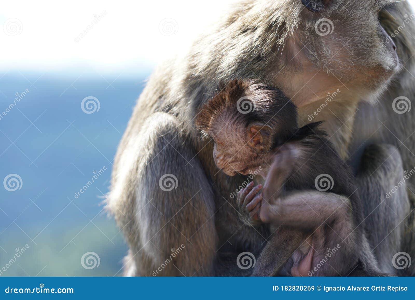 Wild Monkeys in the Mountain Stock Image - Image of african, habitat ...