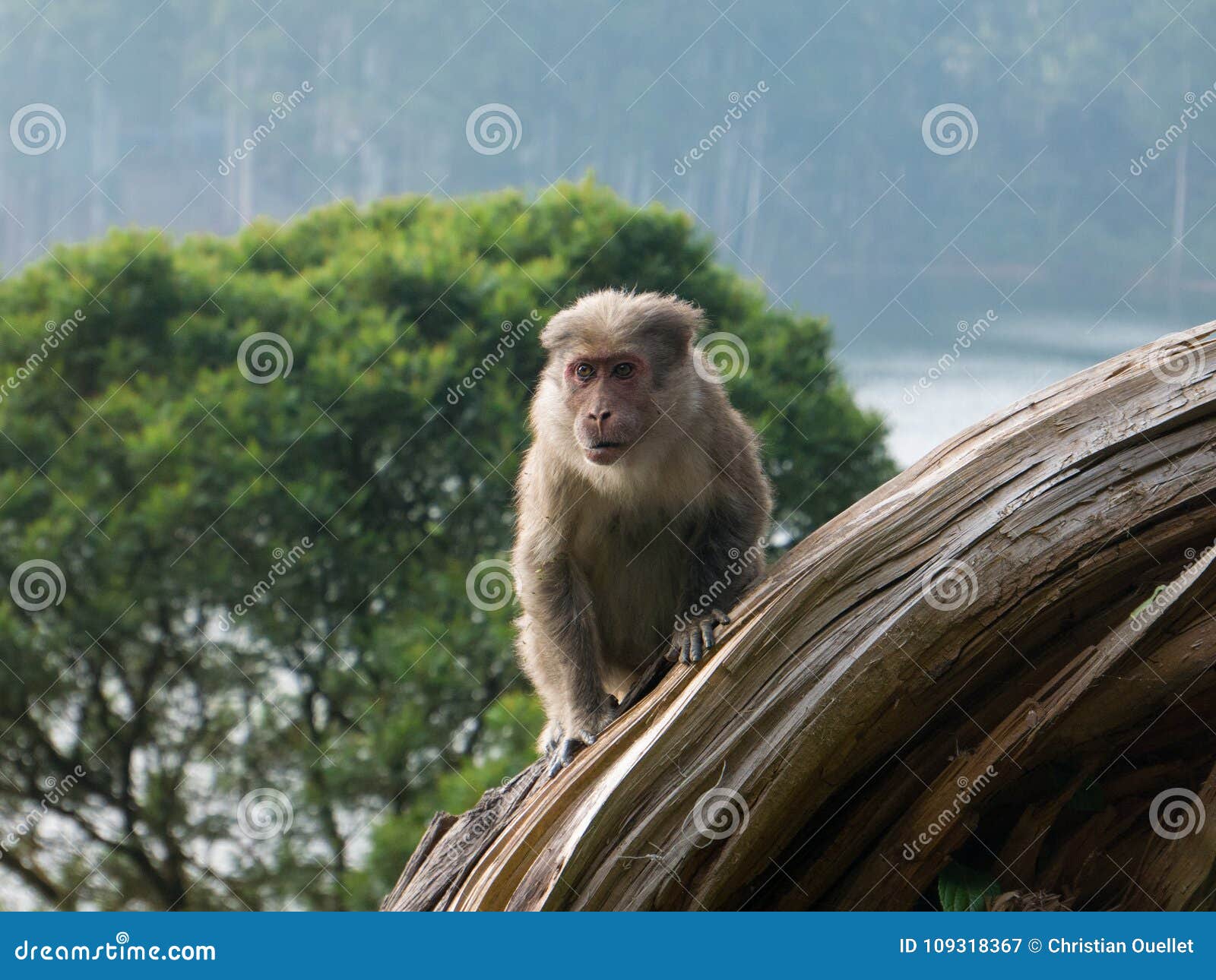 Wild Monkeys Near Munnar, Kerala, India Stock Image - Image of face ...