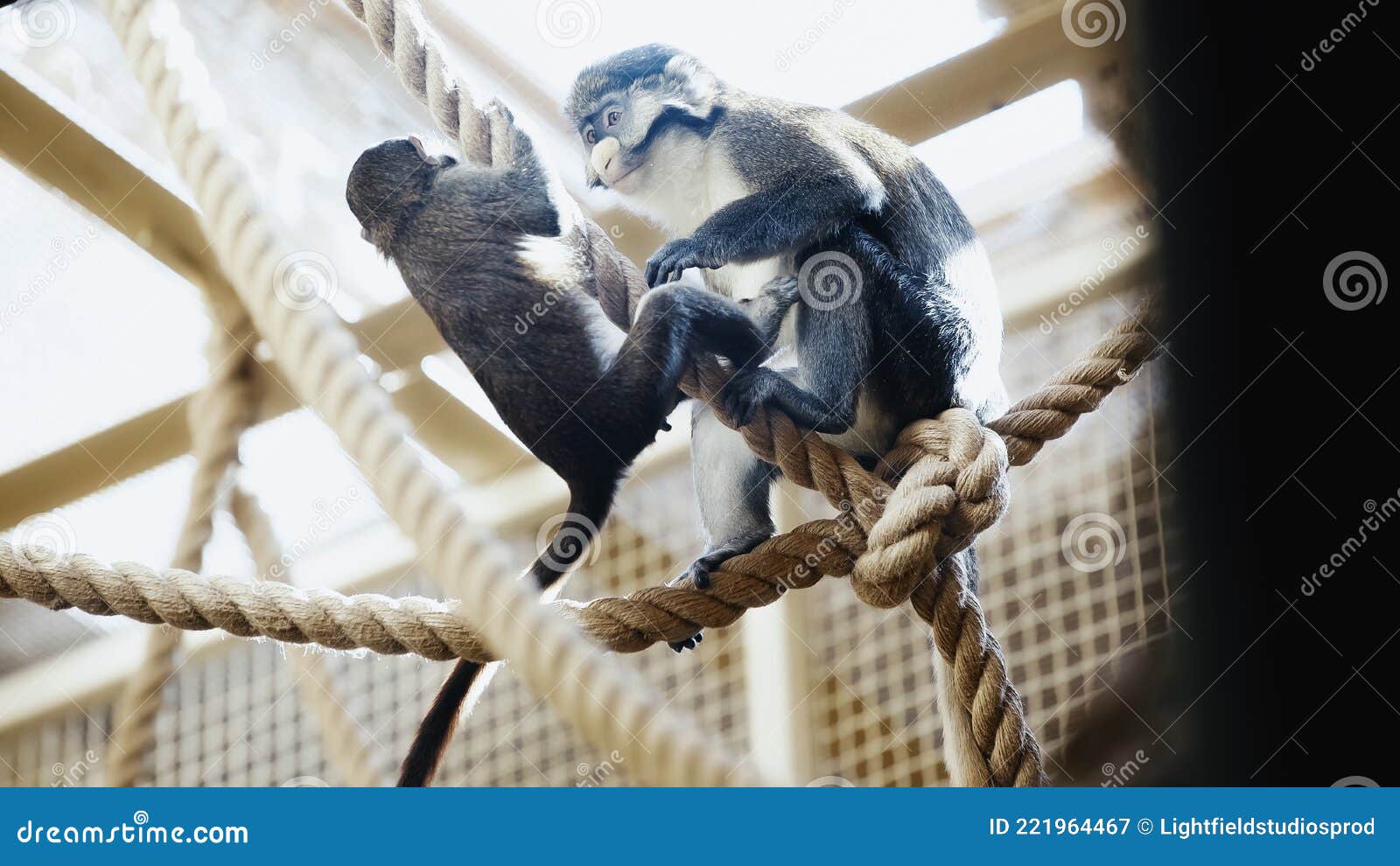 Wild Monkeys Playing on Ropes in Stock Image - Image of play, tropical ...