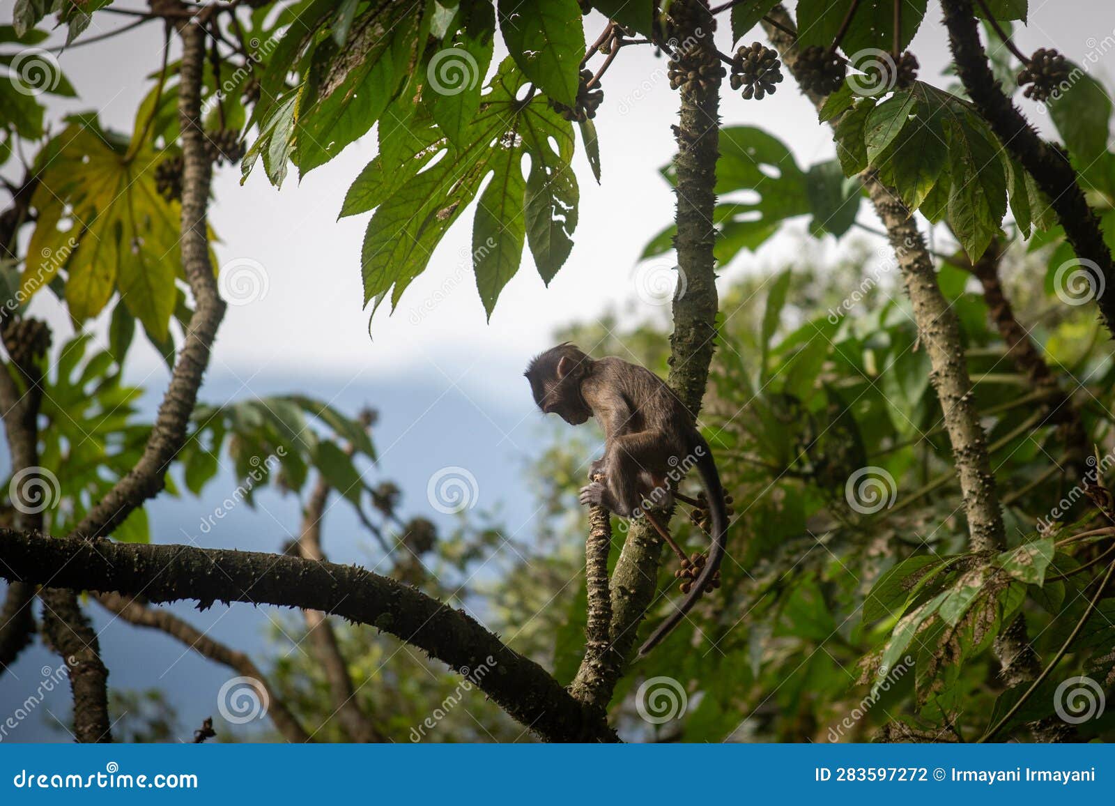 Wild Monkeys Playing in the Trees Stock Photo - Image of culture ...