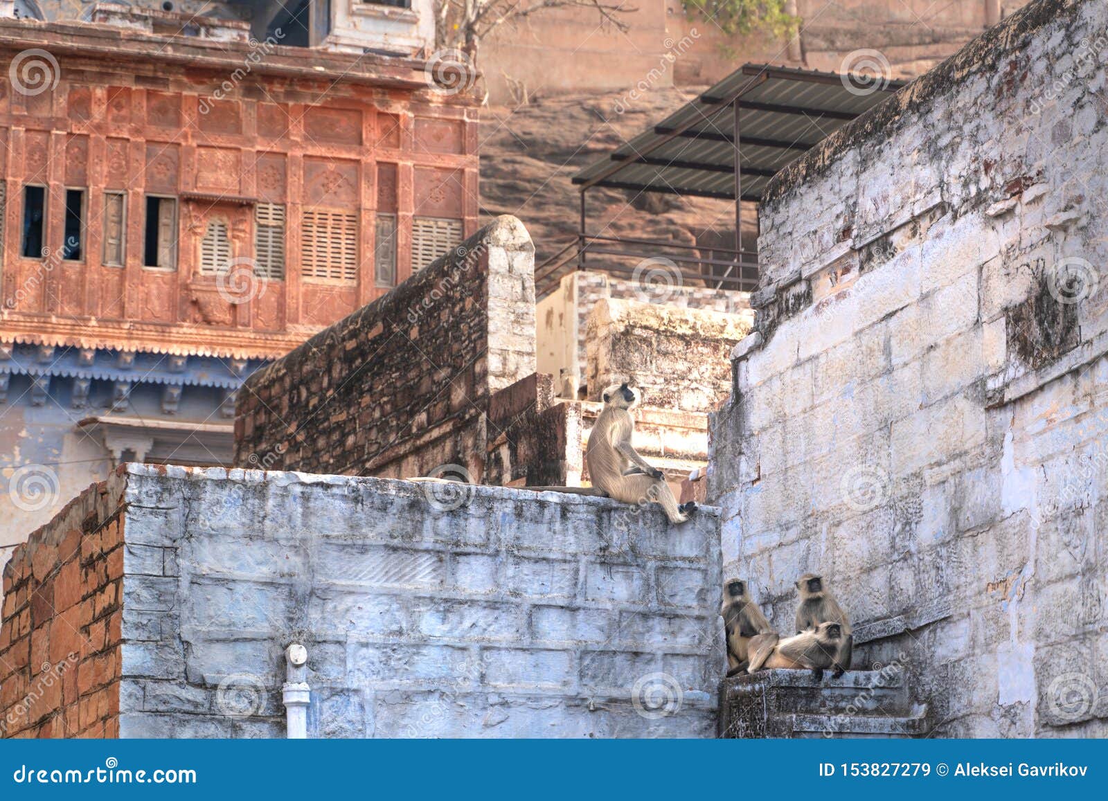 The Wild Monkeys on the Roof Stock Image - Image of chati, corridor ...