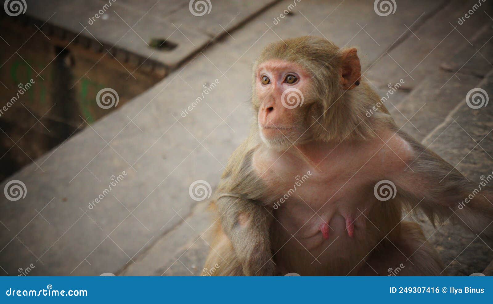 Wild monkeys in the street stock photo. Image of ganga - 249307416