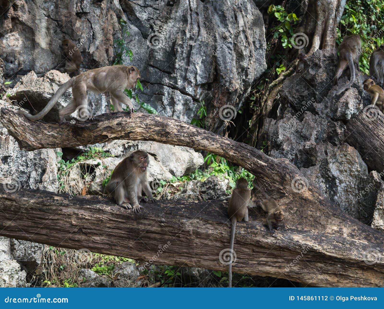 Wild Monkeys on a Tree Branch Stock Photo - Image of plant, outdoors ...