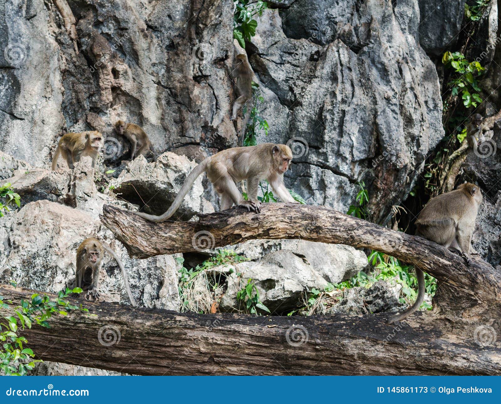 Wild Monkeys on a Tree Branch Stock Image - Image of green, mountain ...