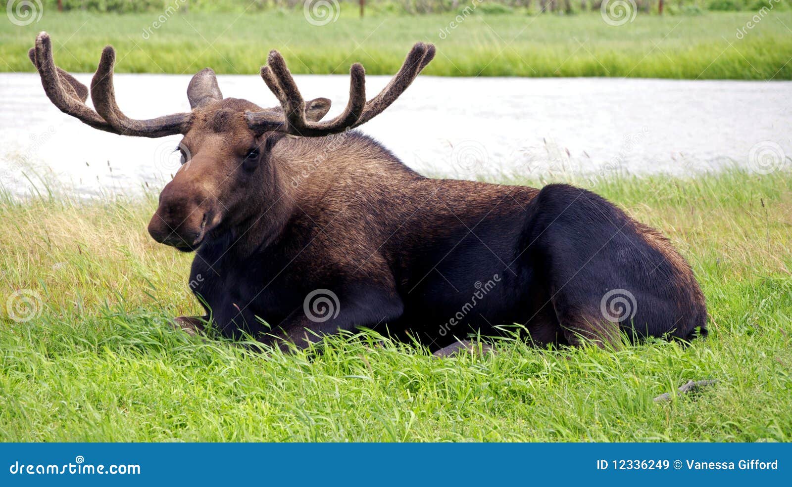 Wild Moose stock image. Image of altitude, horns, hair - 12336249