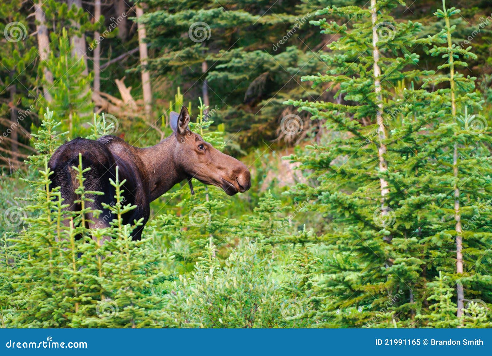 Wild Moose stock image. Image of outdoors, mountain, brown - 21991165