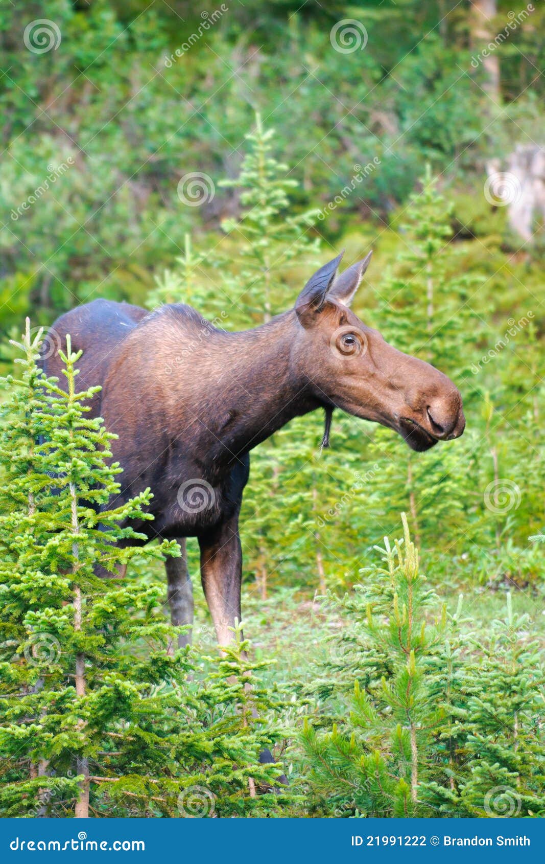 Wild Moose stock photo. Image of grass, america, outdoors - 21991222