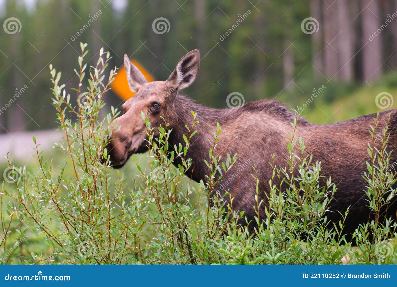 Wild Moose stock photo. Image of brown, north, large - 22110252