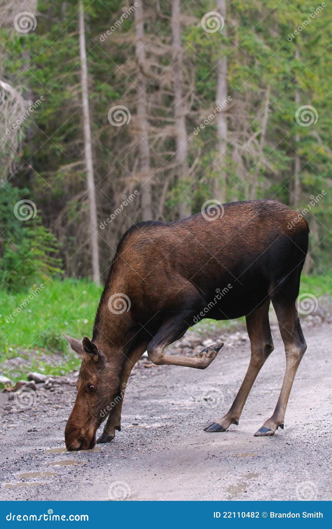 Wild Moose stock photo. Image of country, america, north - 22110482