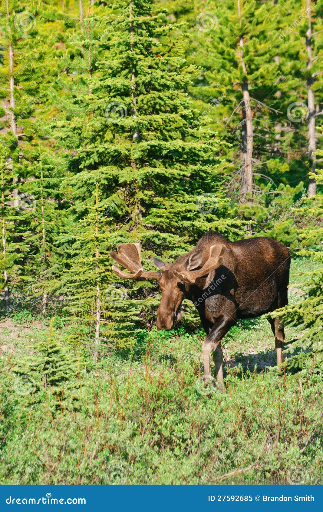 Wild Moose stock image. Image of antler, canada, park - 27592685
