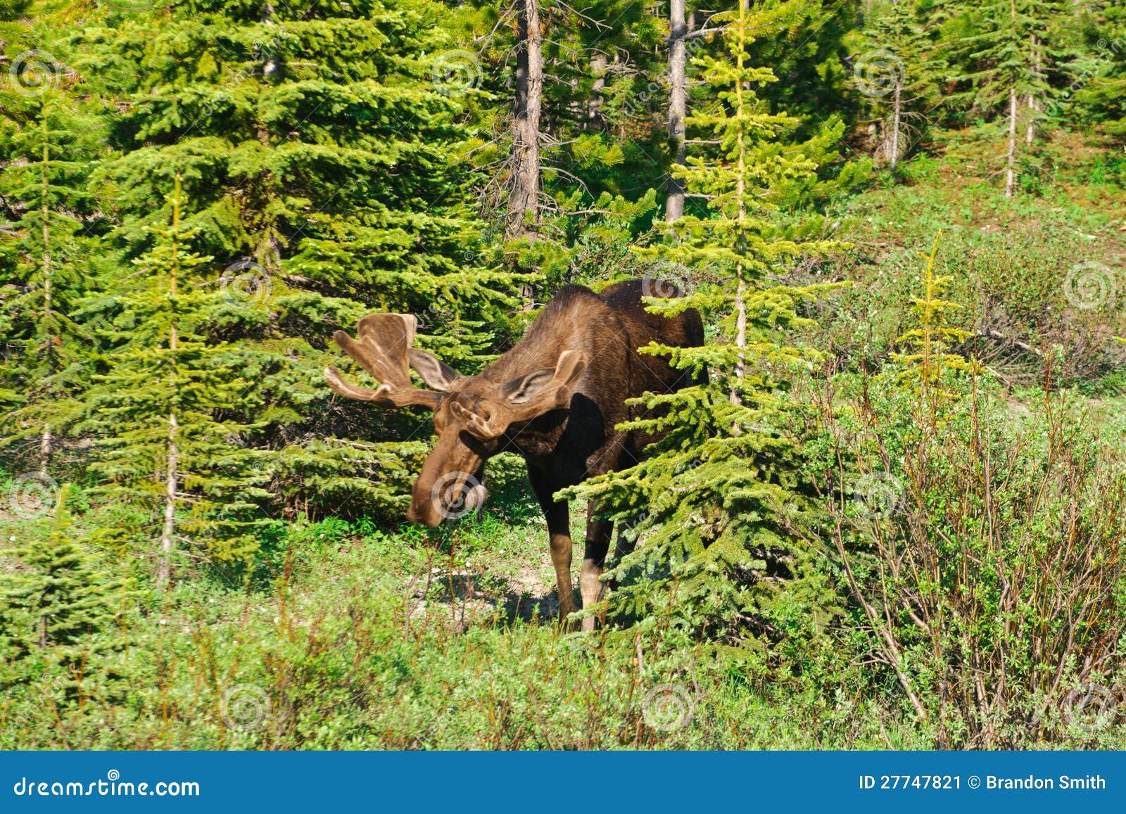 Wild Moose stock image. Image of alpine, animal, landscape - 27747821
