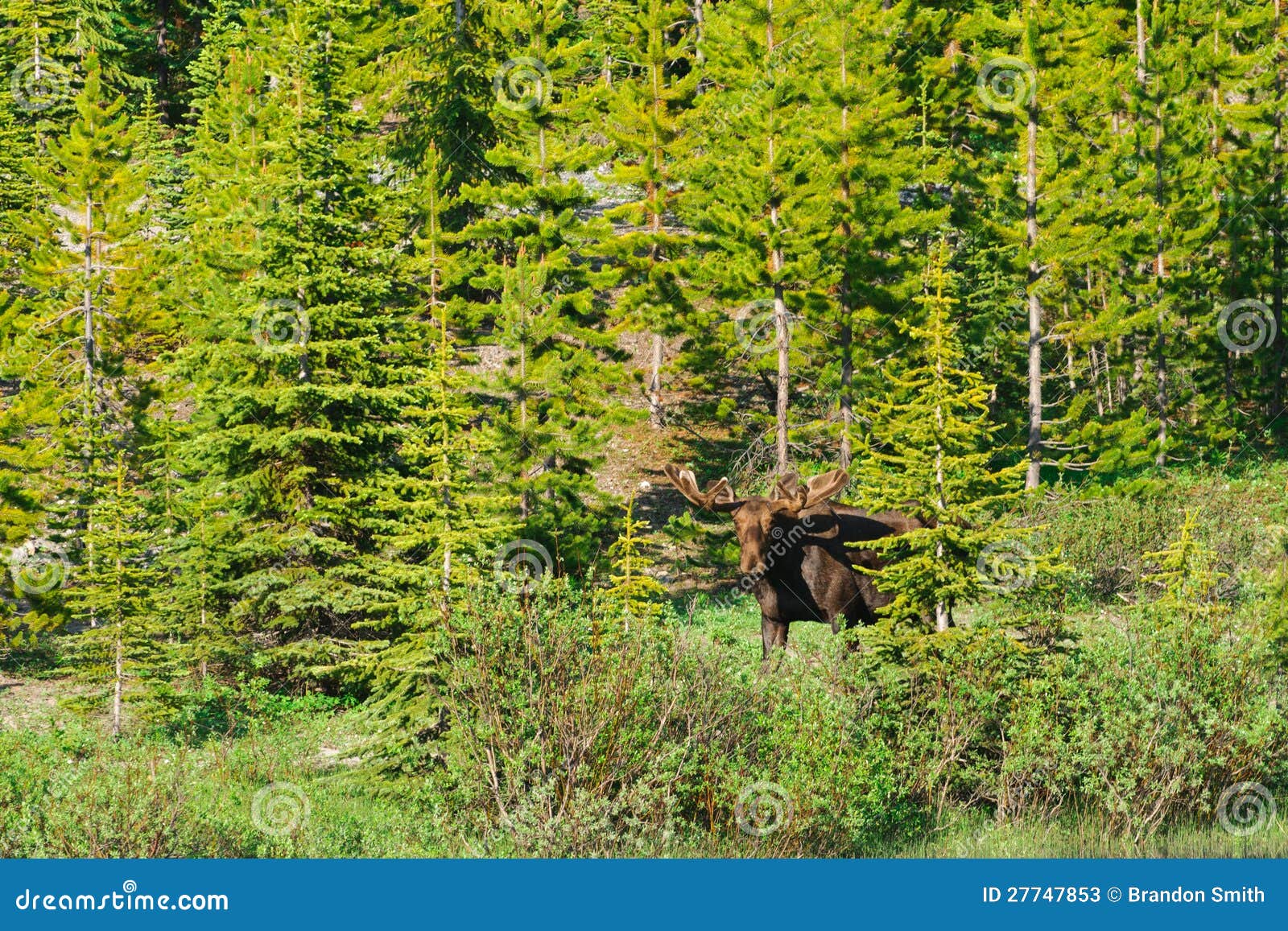 Wild Moose stock image. Image of alpine, north, rockies - 27747853