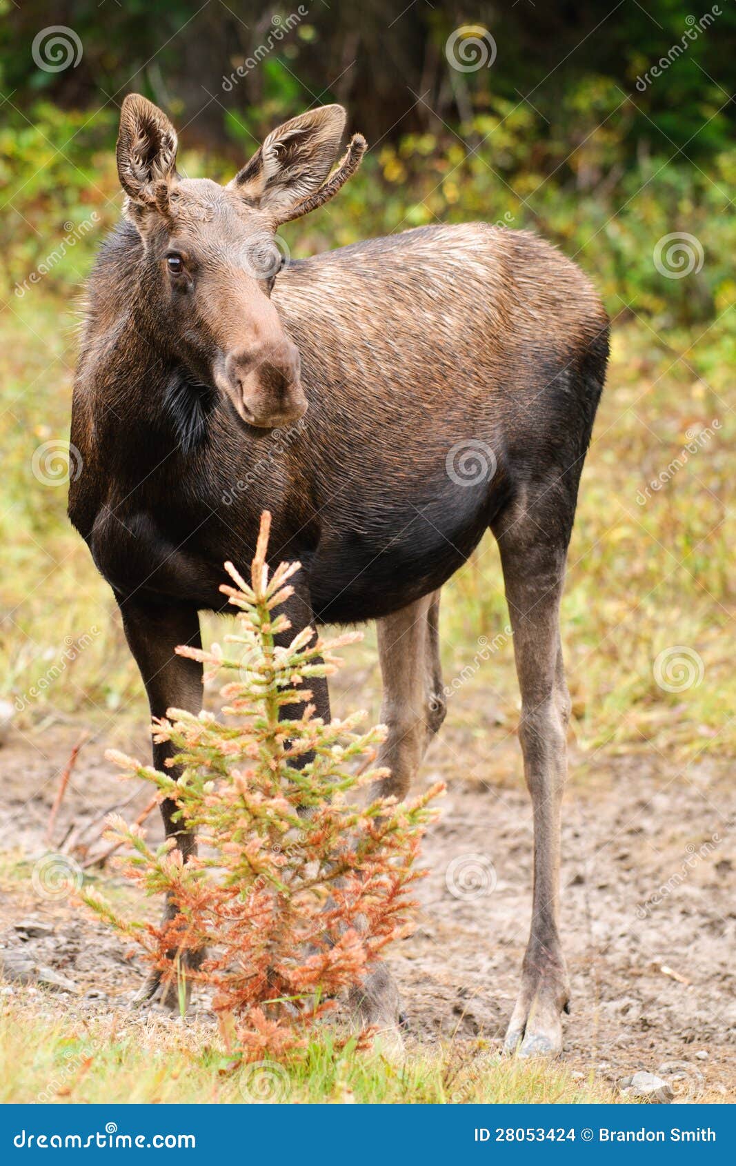 Wild Moose stock photo. Image of view, ungulate, grass - 28053424