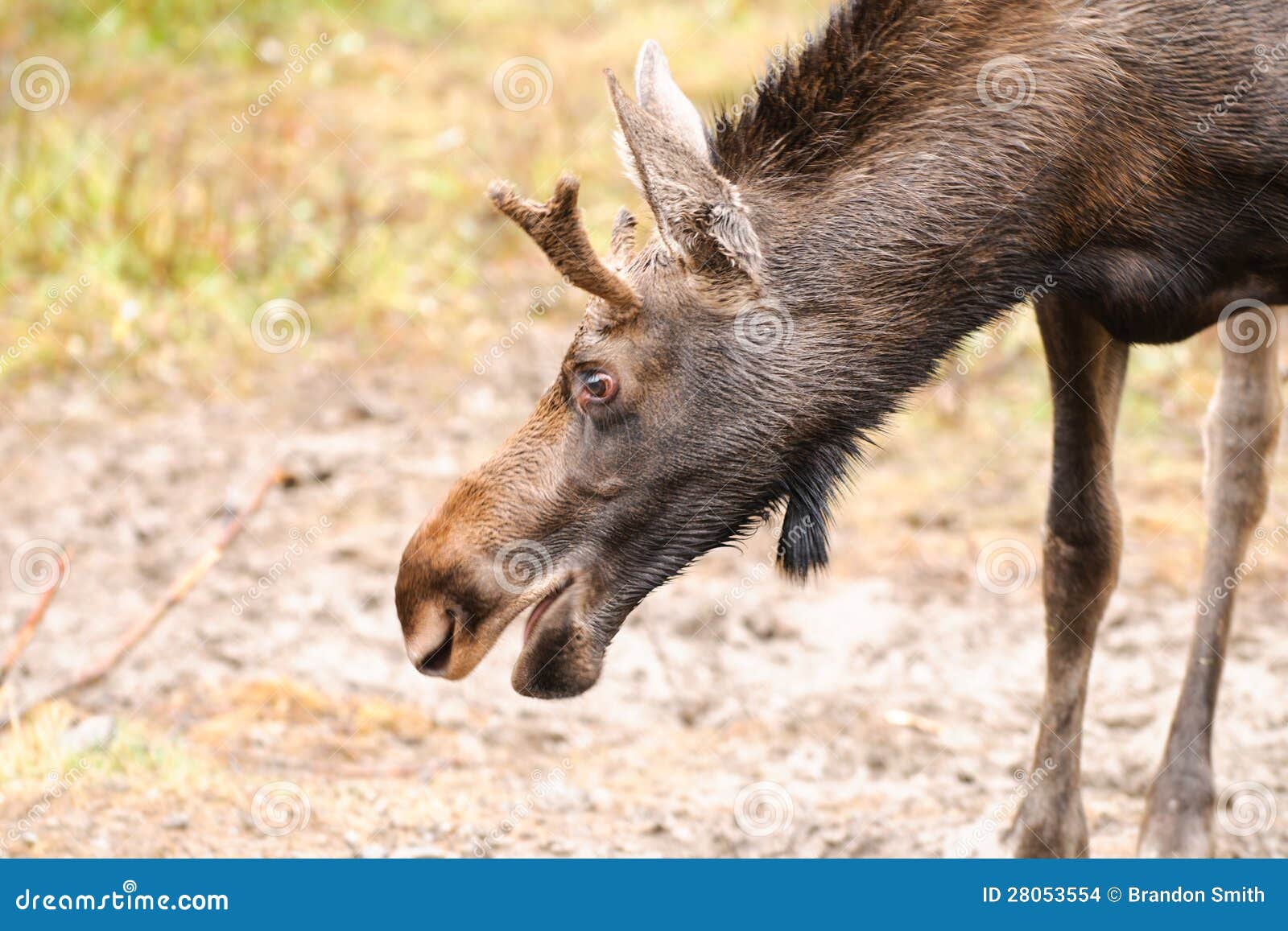 Wild Moose stock photo. Image of autumn, kananaskis, life - 28053554