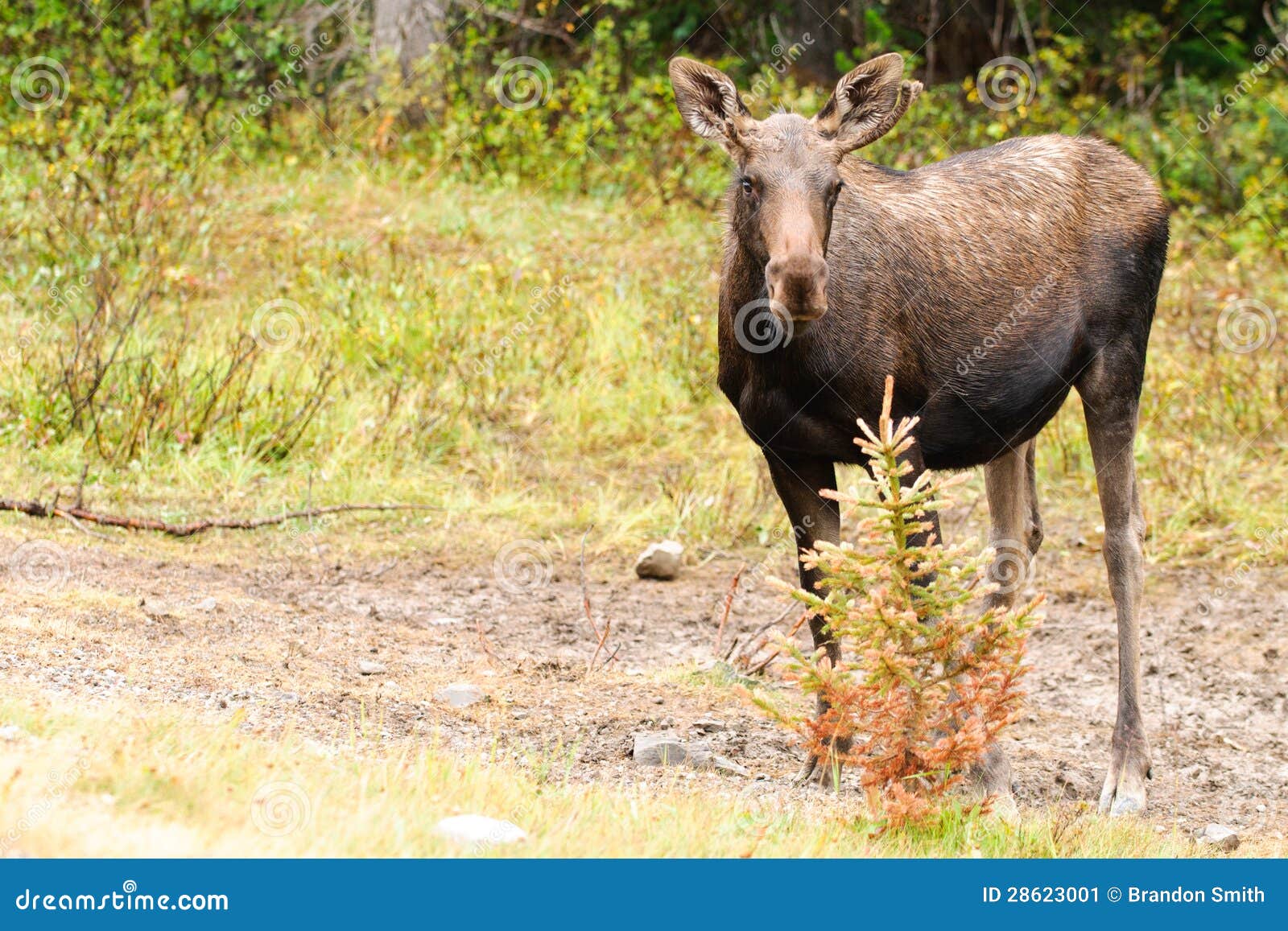 Wild Moose stock image. Image of kananaskis, herbivore - 28623001