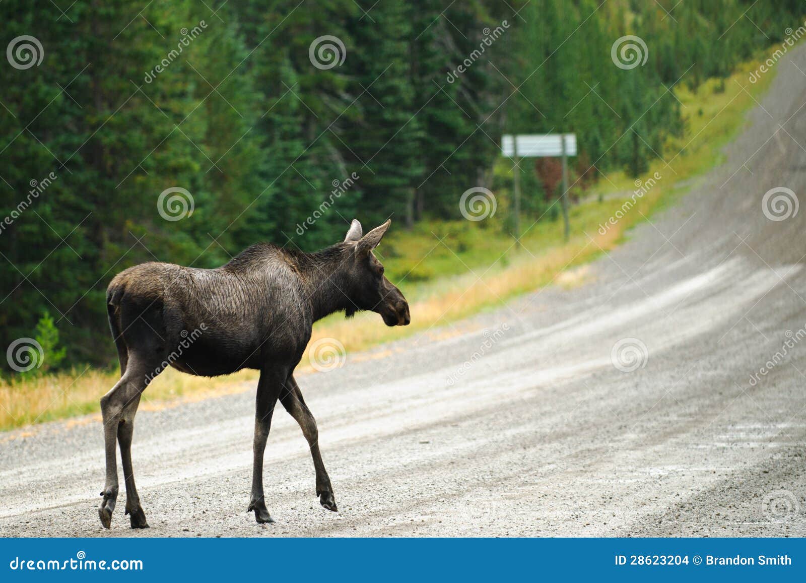Wild Moose stock photo. Image of moose, gravel, life - 28623204