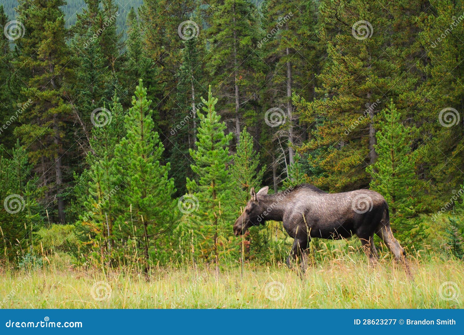 Wild Moose stock image. Image of herbivore, wildlife - 28623277