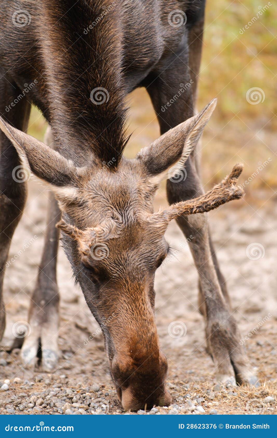 Wild Moose stock photo. Image of natural, herbivore, wild - 28623376