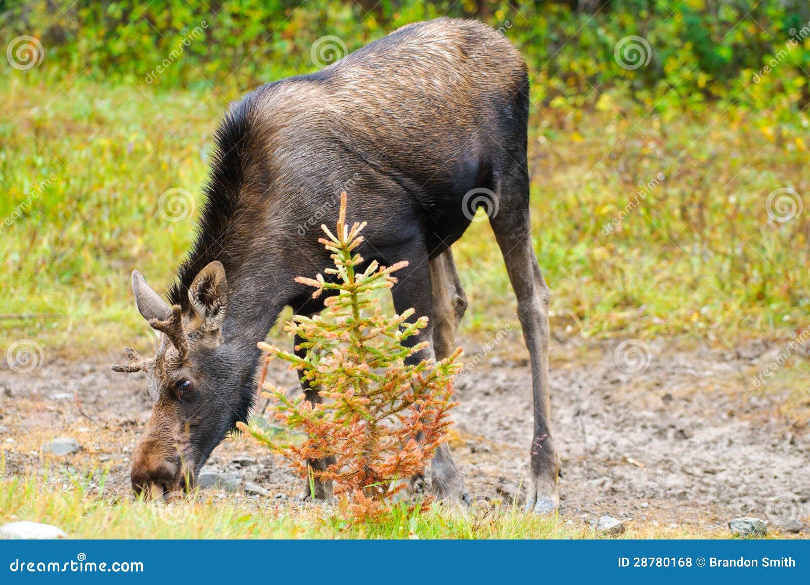 Wild Moose stock photo. Image of wild, autumn, beautiful - 28780168