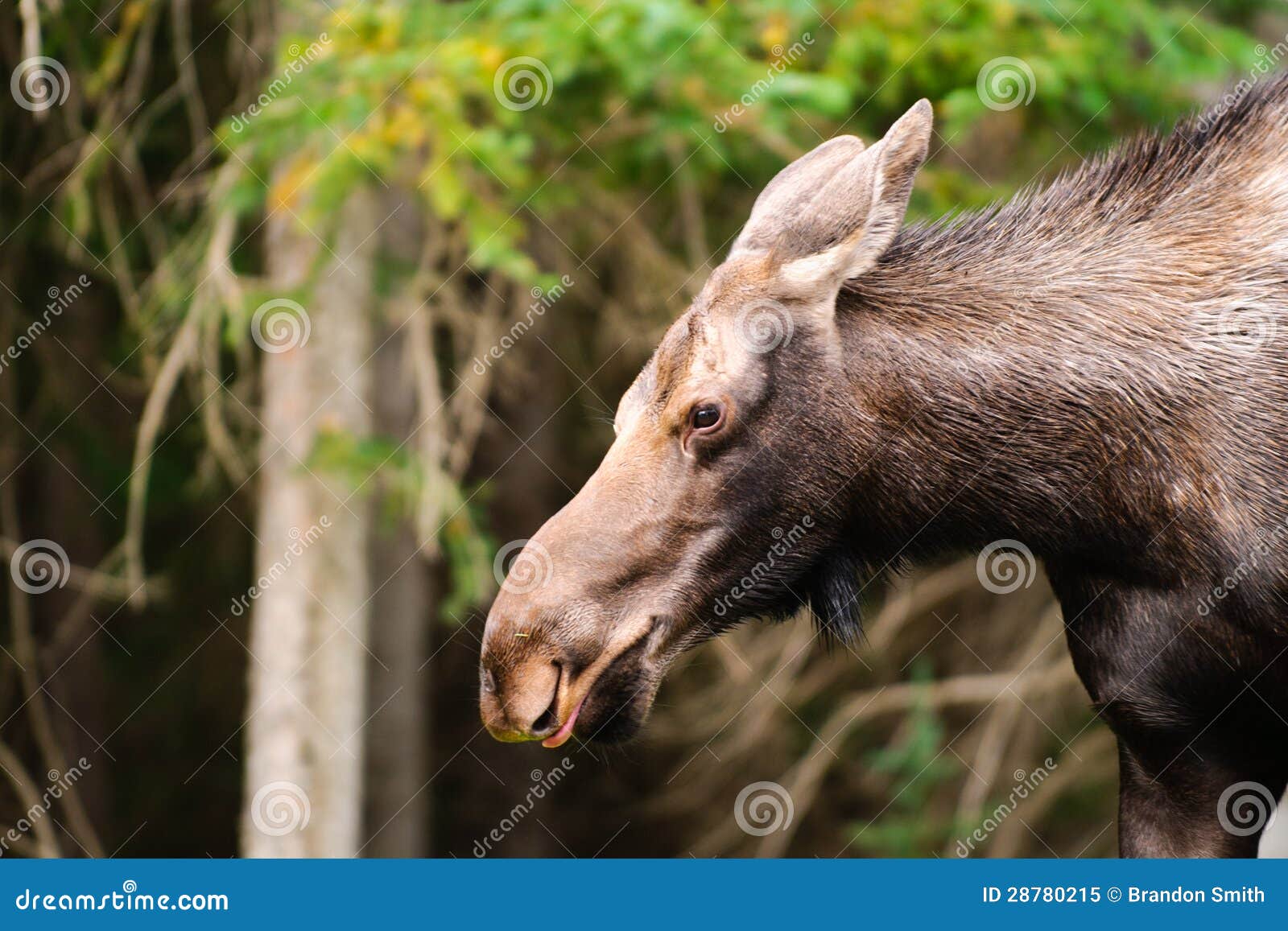 Wild Moose stock image. Image of alberta, ungulate, herbivore - 28780215