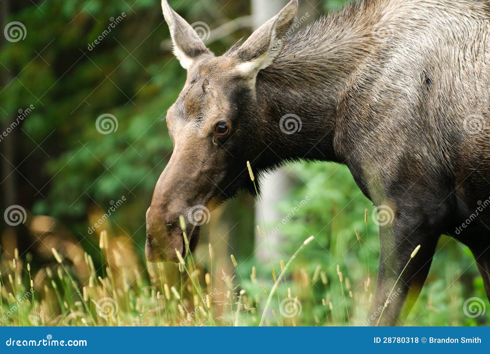 Wild Moose stock photo. Image of nature, outdoor, alberta - 28780318