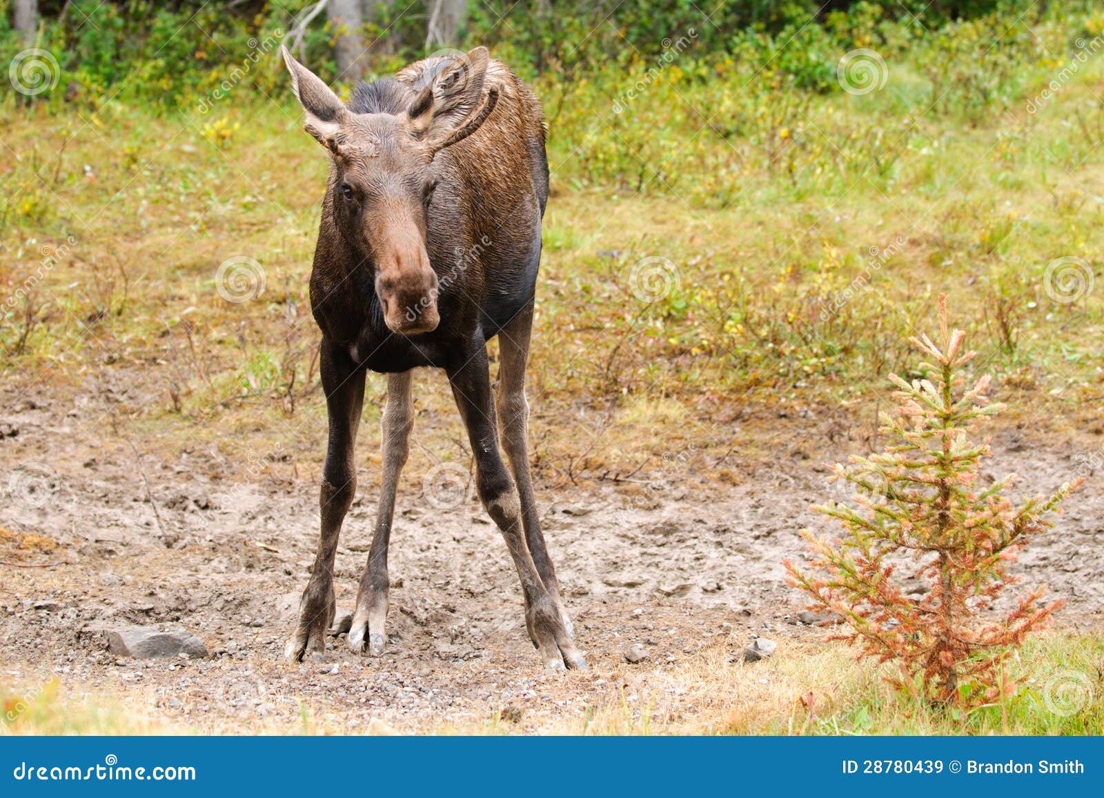 Wild Moose stock image. Image of nature, hoofed, side - 28780439