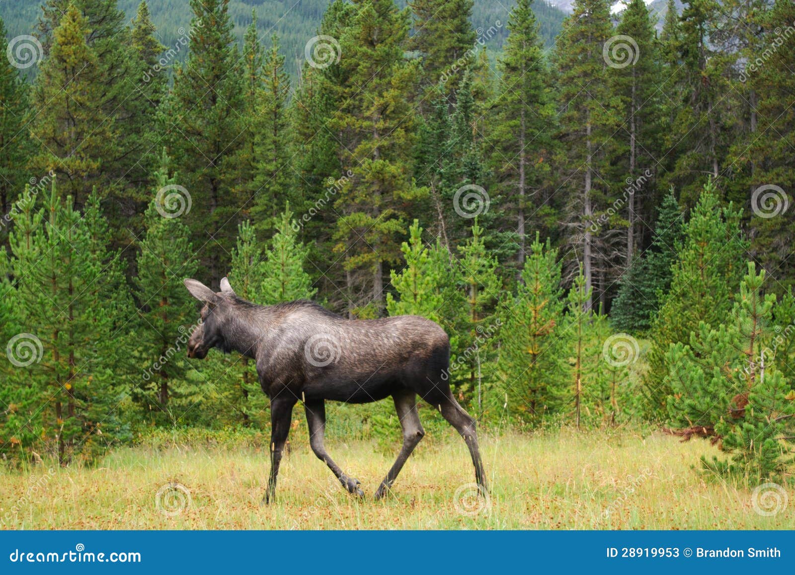Wild Moose stock image. Image of bull, outdoor, season - 28919953