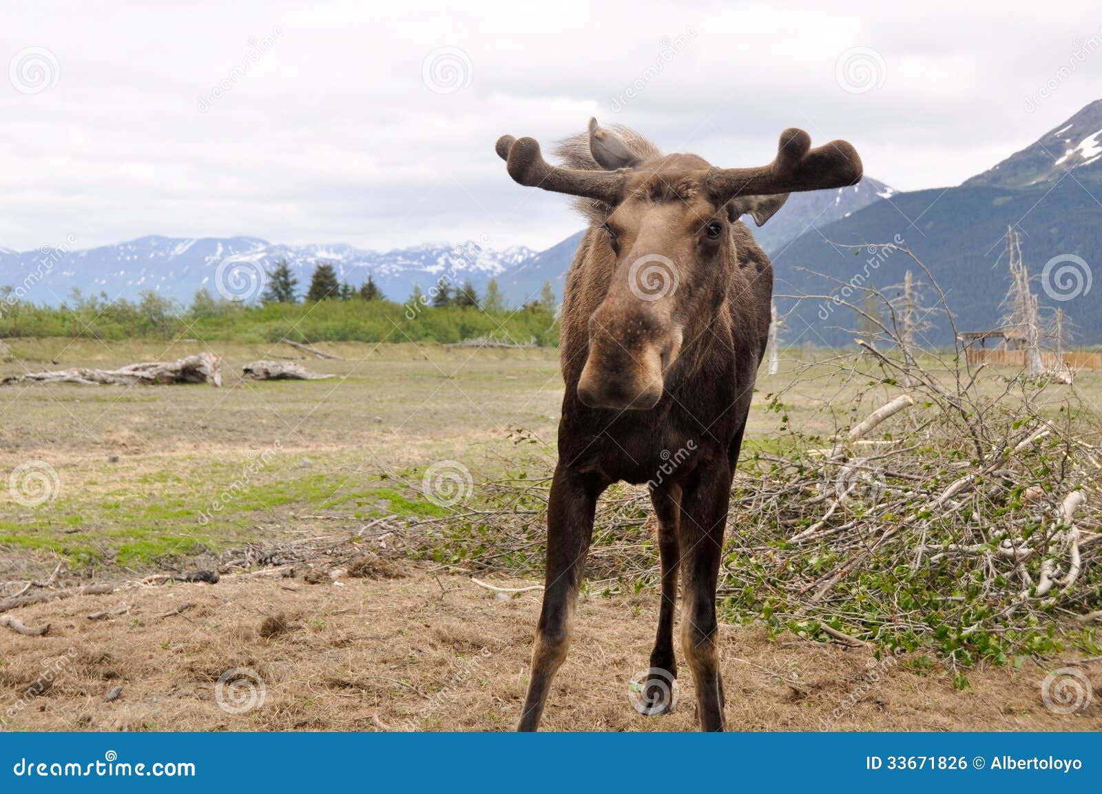 Wild moose, Alaska stock photo. Image of forest, foreground - 33671826