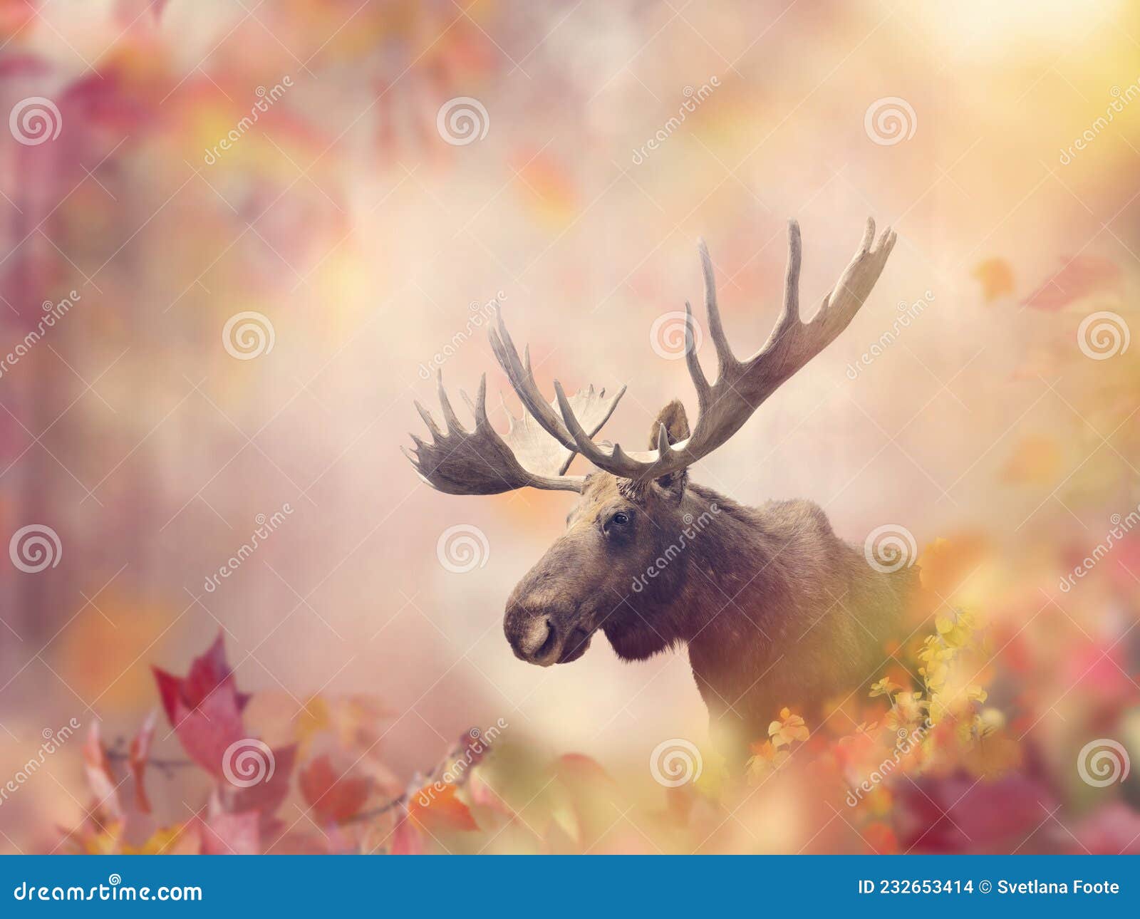 Wild Moose in the Autumn Forest Stock Photo - Image of poster, animal ...
