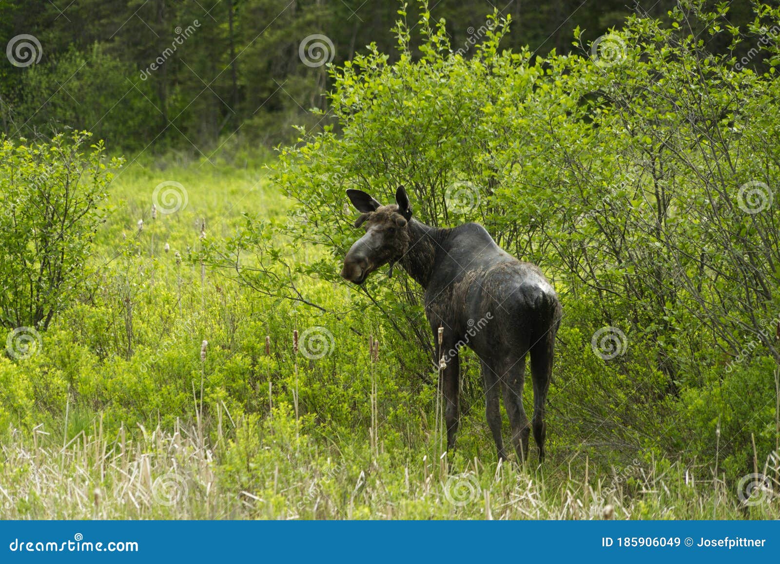 Wild moose stock image. Image of outside, woodland, moose - 185906049